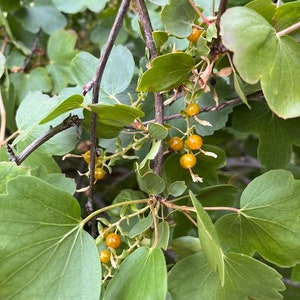 Golden Currant, Ribes Aureum western Variant, Pacific Northwest Native ...