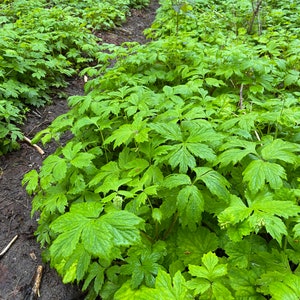25 Pacific Waterleaf Seeds, Hydrophyllum Tenuipes, Pacific Northwest ...