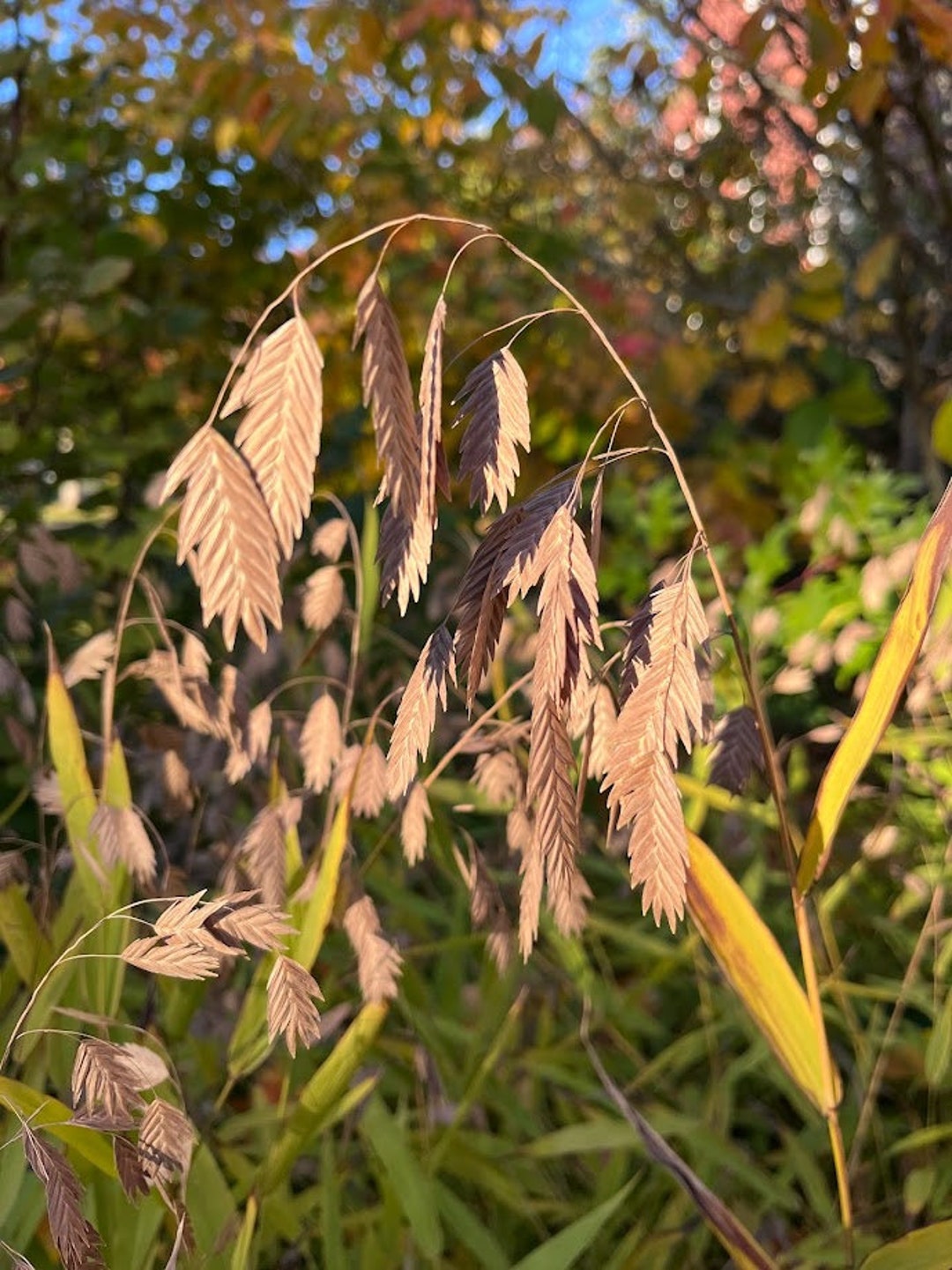 100 Seeds, Northern Sea Oats, Chasmanthium Latifolium - Etsy