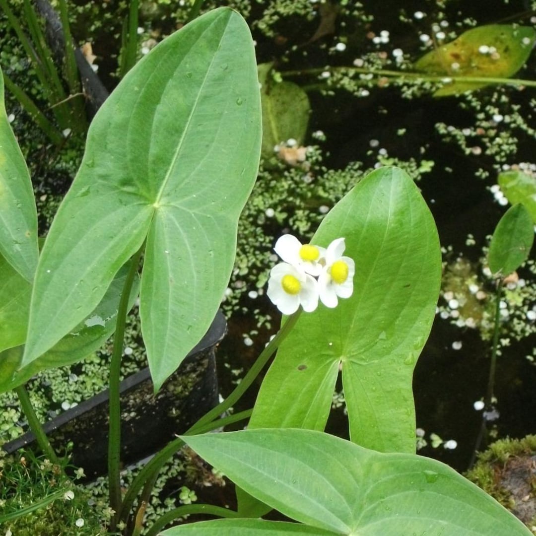 200+ Seeds, Wapato or Broadleaf Arrowhead, Sagittaria Latifolia ...