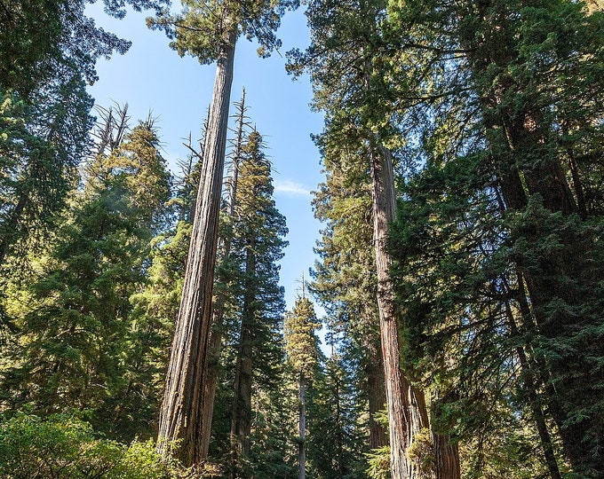 Coast Giant Redwood Seedlings, Sequoia Sempervirens, Pacific Coast ...