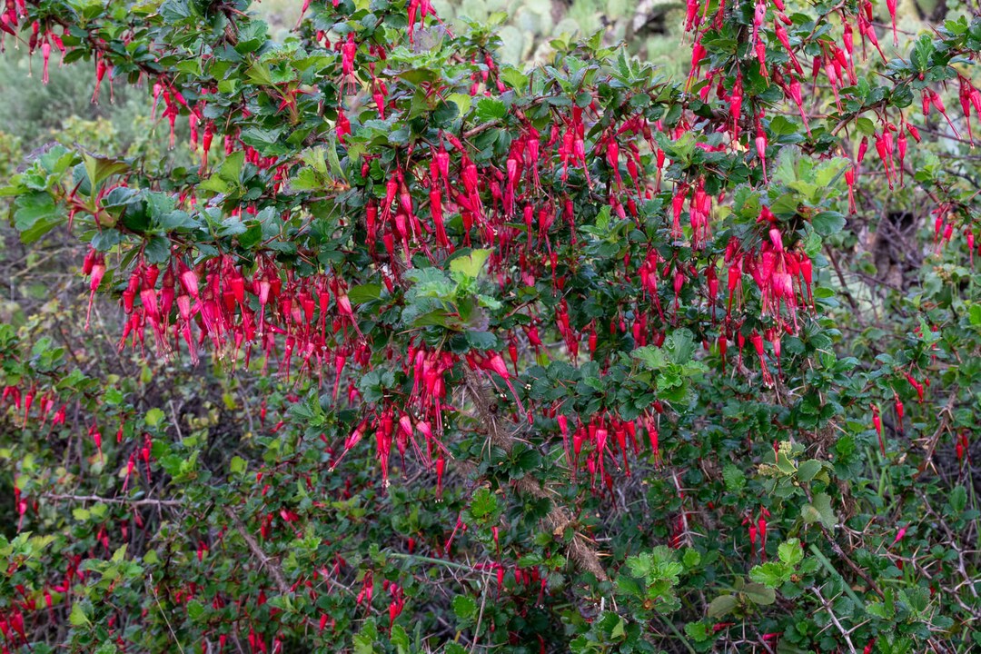 Fuchsia Flowering Gooseberry Plant, Ribes Speciosum, California and S ...
