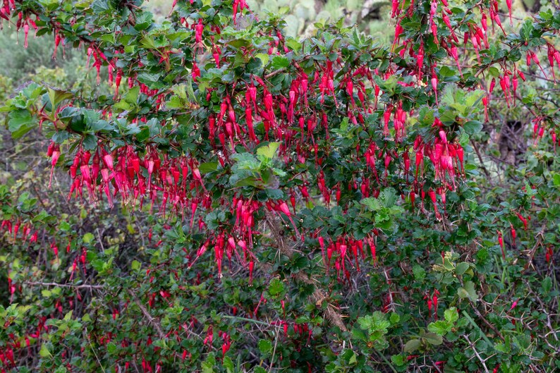 Fuchsia Flowering Gooseberry Plant, Ribes Speciosum, California and S ...