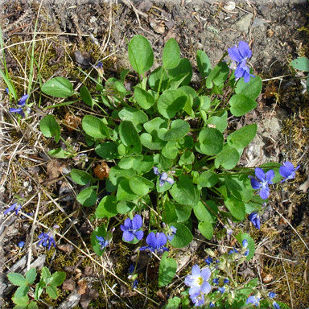 Early Blue Violet, Viola Adunca, Pacific Northwest and Northern USA ...