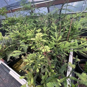 Coast Giant Redwood Seedlings, Sequoia Sempervirens, Pacific Coast ...