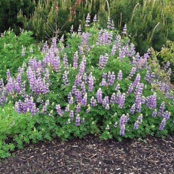 Lupinus Rivularis Lupinus Arboreus The Agroforestry Research Trust