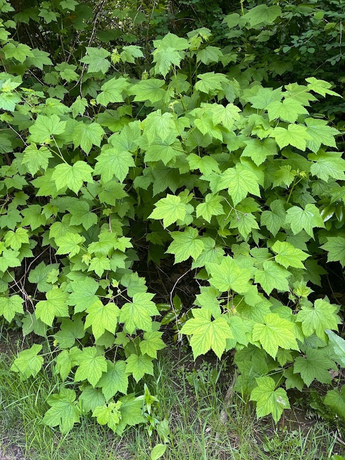 Thimbleberry Plant, Rubus Parviflorus, PNW Native Edible Berry - Etsy