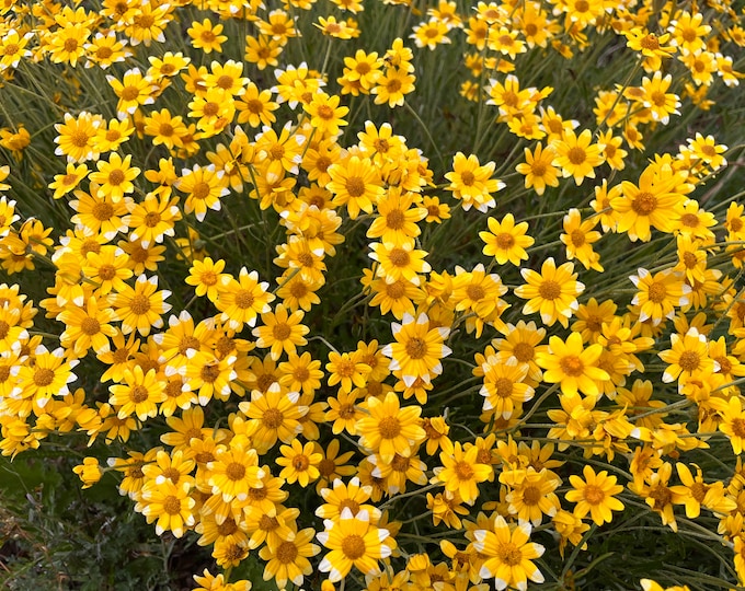 100+ Oregon Sunshine, Eriophyllum Lanatum, Seeds, Perennial Native ...