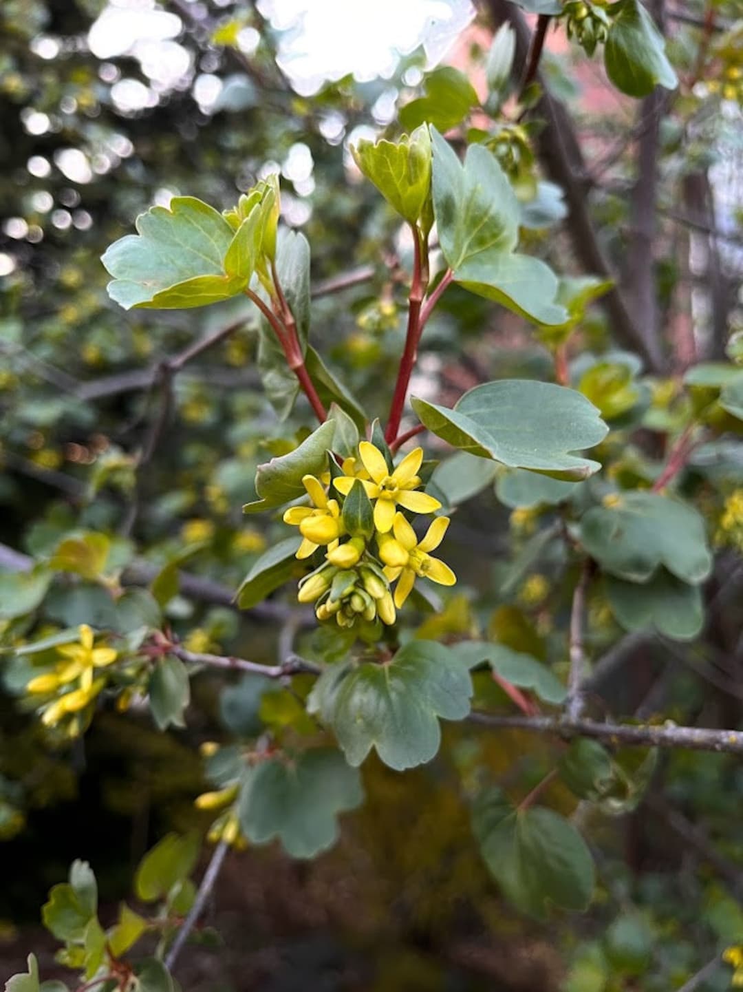 Golden Currant, Ribes Aureum (western Variant), Pacific Northwest ...
