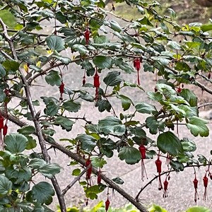 Fuchsia Flowering Gooseberry Plant, Ribes Speciosum, California and S ...
