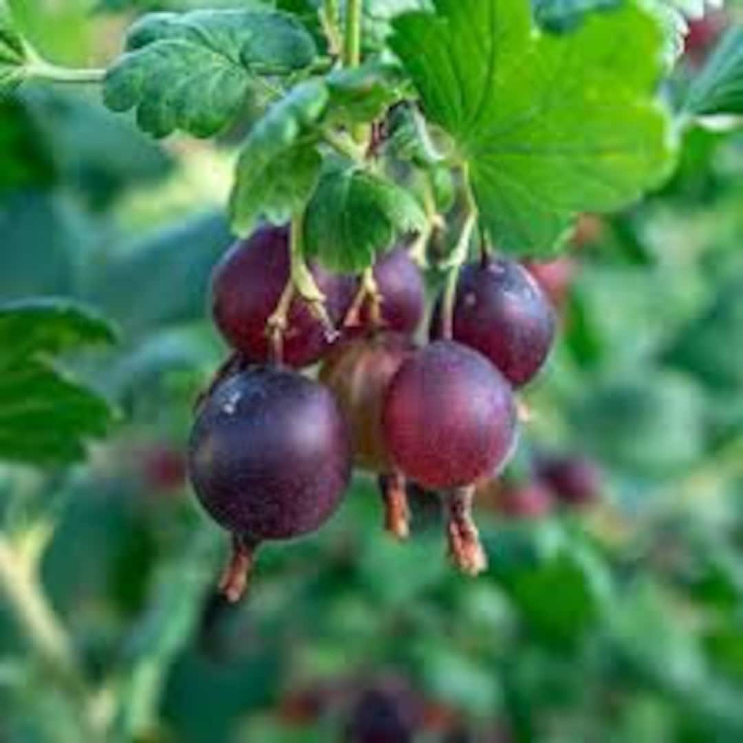 Jostaberry, Ribes X Nidigrolaria (black Currant X Black Gooseberry) - Etsy