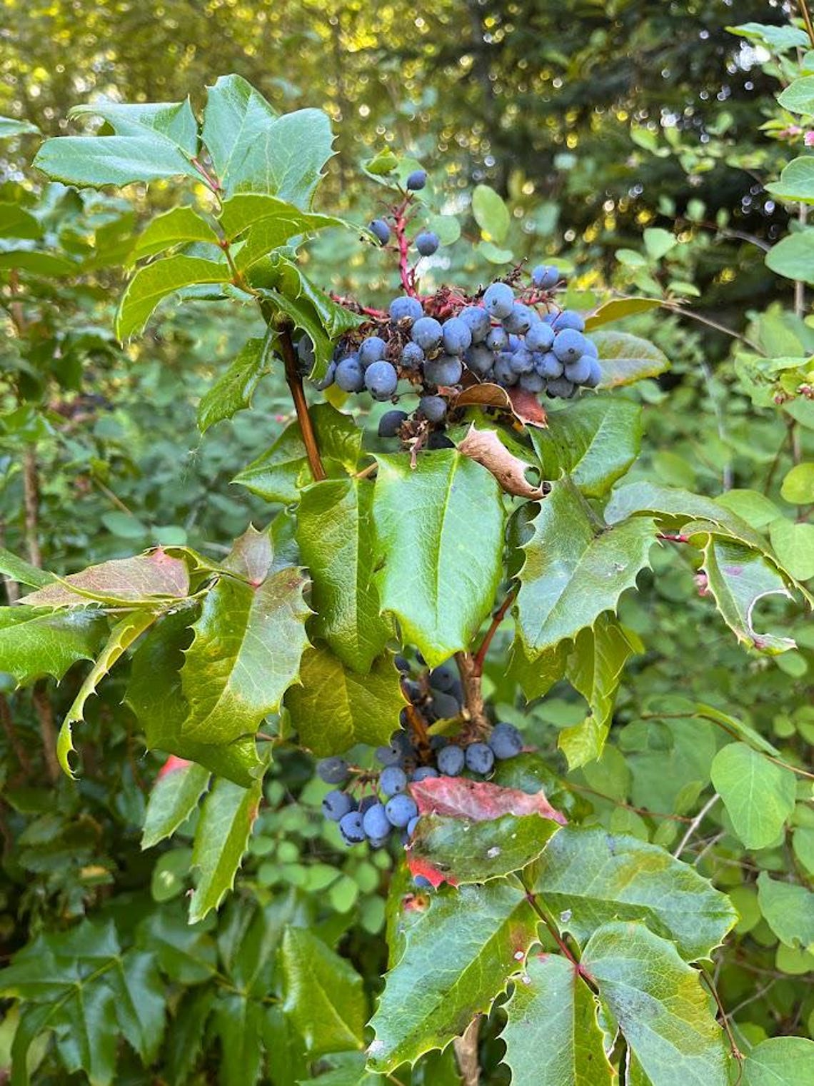 50+ Seeds, Tall Oregon Grape, Mahonia Aquifolium - Etsy