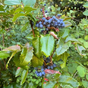 50+ Seeds, Tall Oregon Grape, Mahonia Aquifolium - Etsy