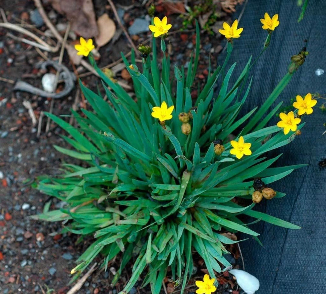 Yellow or Golden-eyed Grass Plant, Sysirinchium Californicum - Etsy