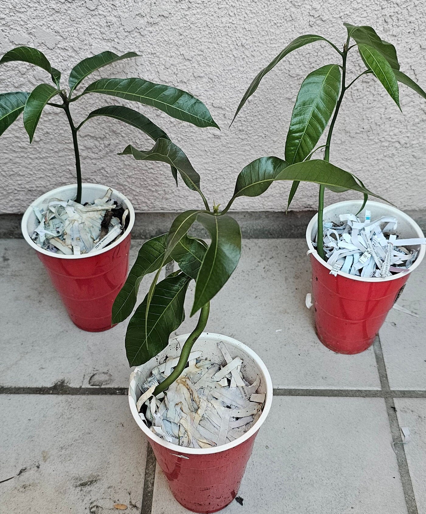 Mango Plant Indoors
