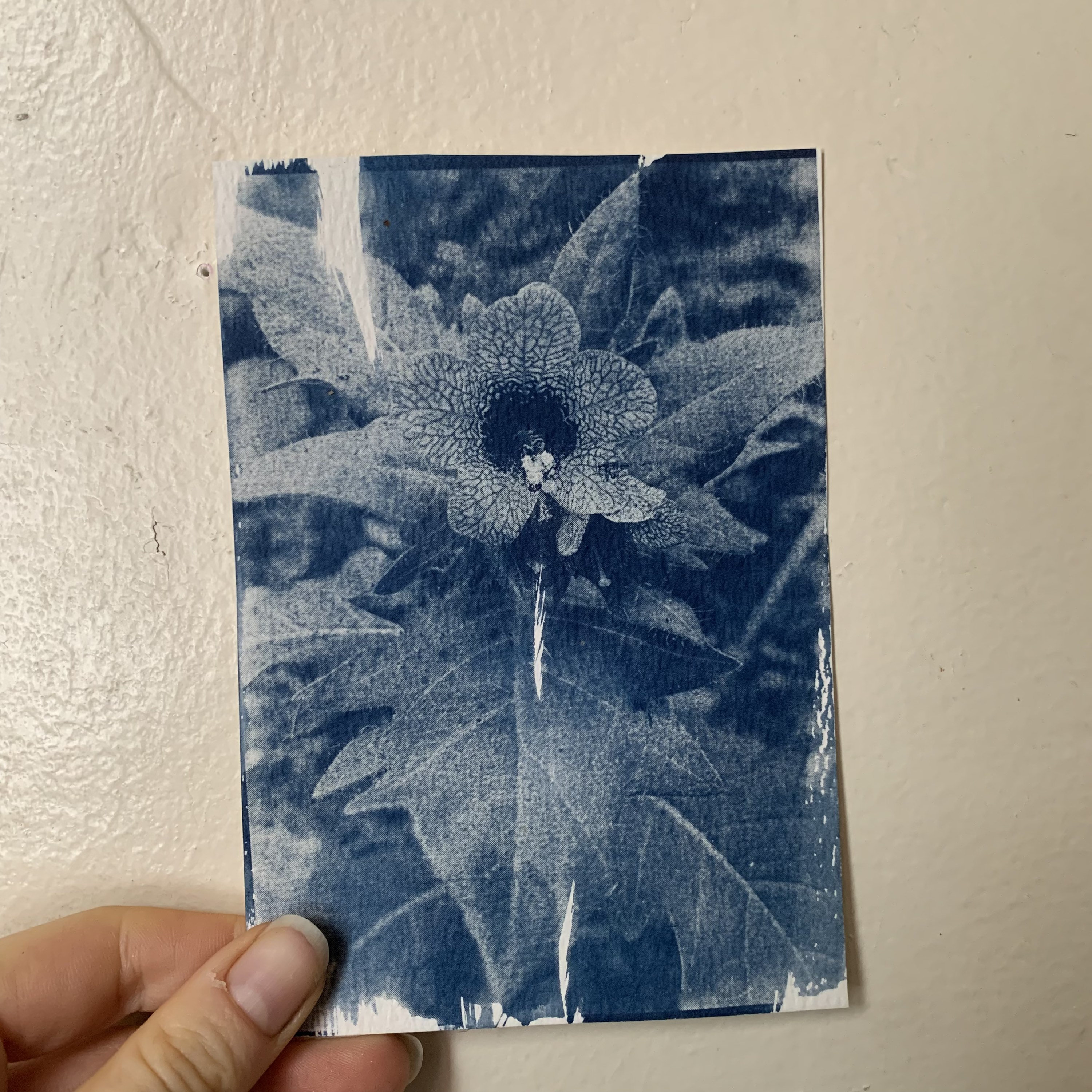 Art & Collectibles Datura and Henbane cyanotypes Paper etna.com.pe