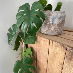 Artificial Trailing Monstera Vine - 110cm - Etsy UK