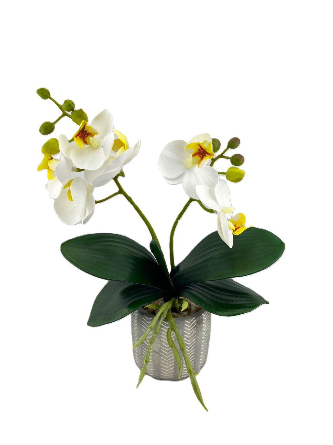 2 Stem Mini Phal Orchid Arrangement - White in Pot - Etsy