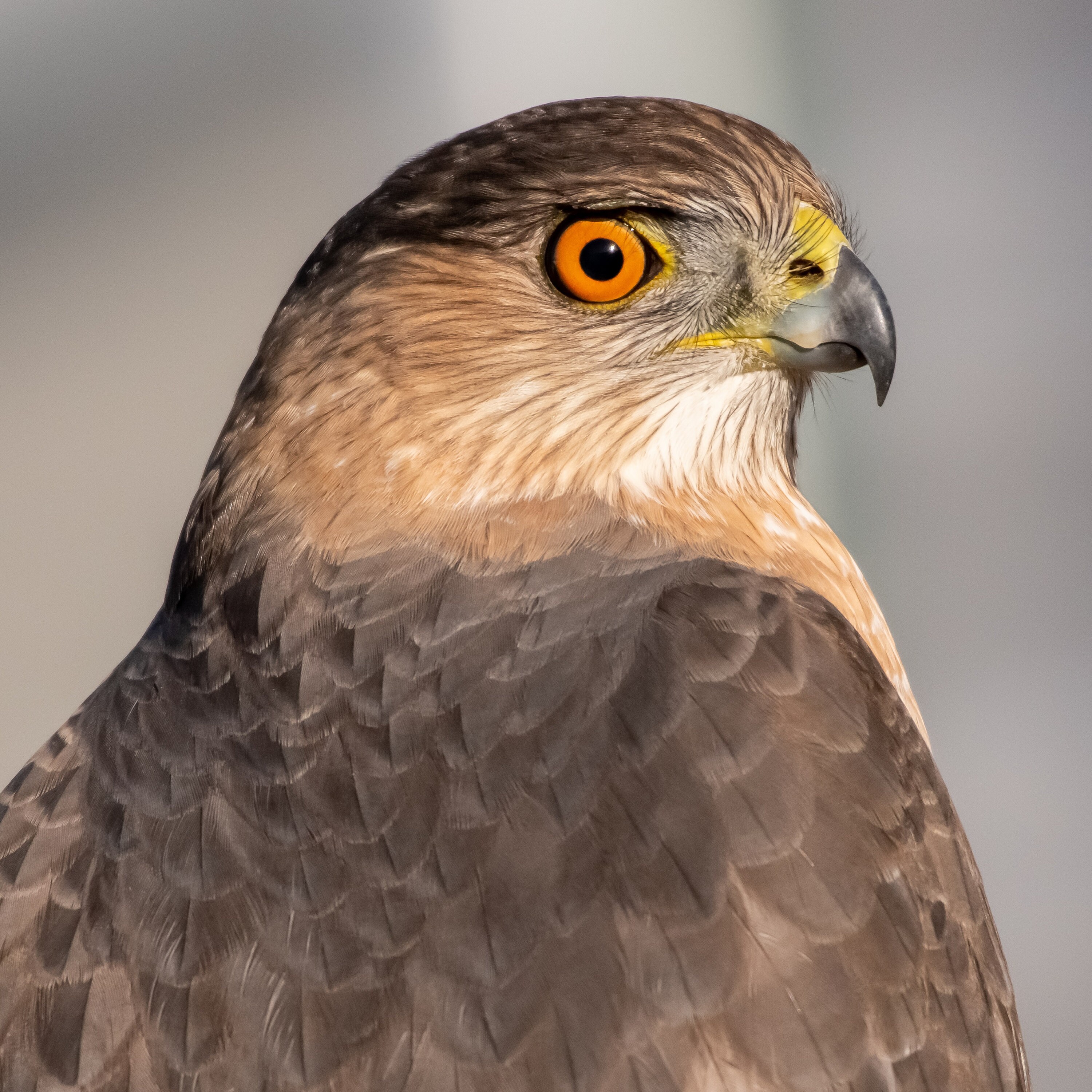 A Coopers Hawk Portrait Print on Photo Paper Canvas or Metal - Etsy