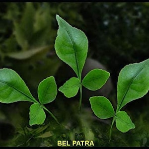Bilva tree store