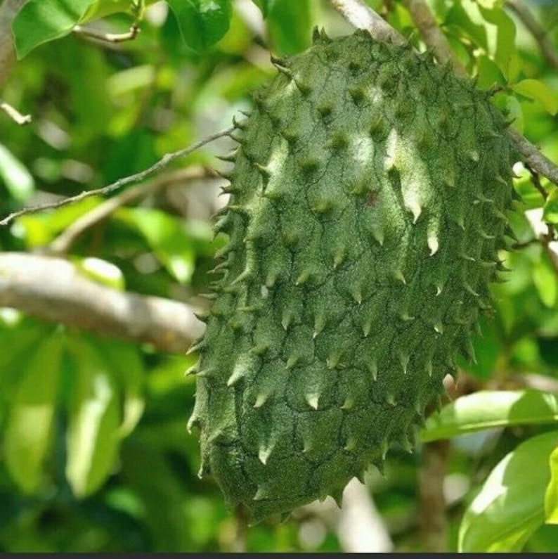 Soursop / Guanabana / Graviola / Annona Tropical Fresh Fruit - 900g