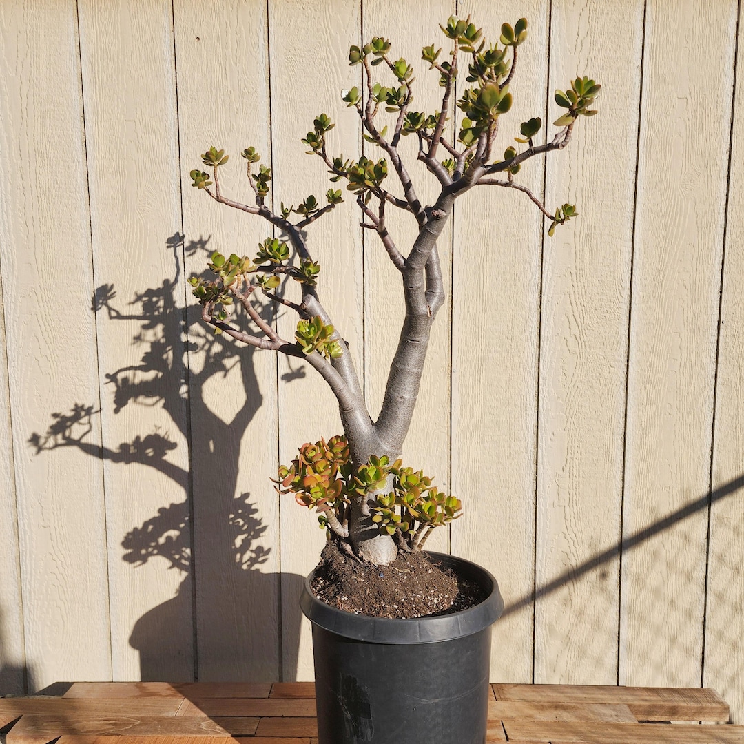 Rare Extra Large Crosby Jade Tree 48" - Crassula Ovata Crosby - Large ...