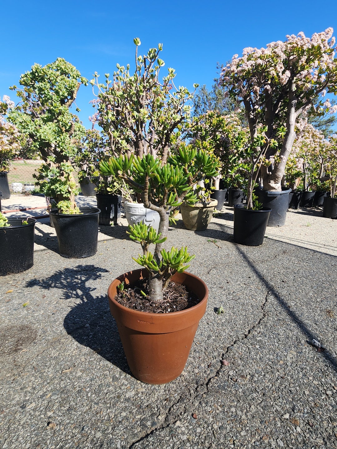 Large Gollum Jade Tree - Crassula Ovata Gollum - Shipped Bare Root Live ...