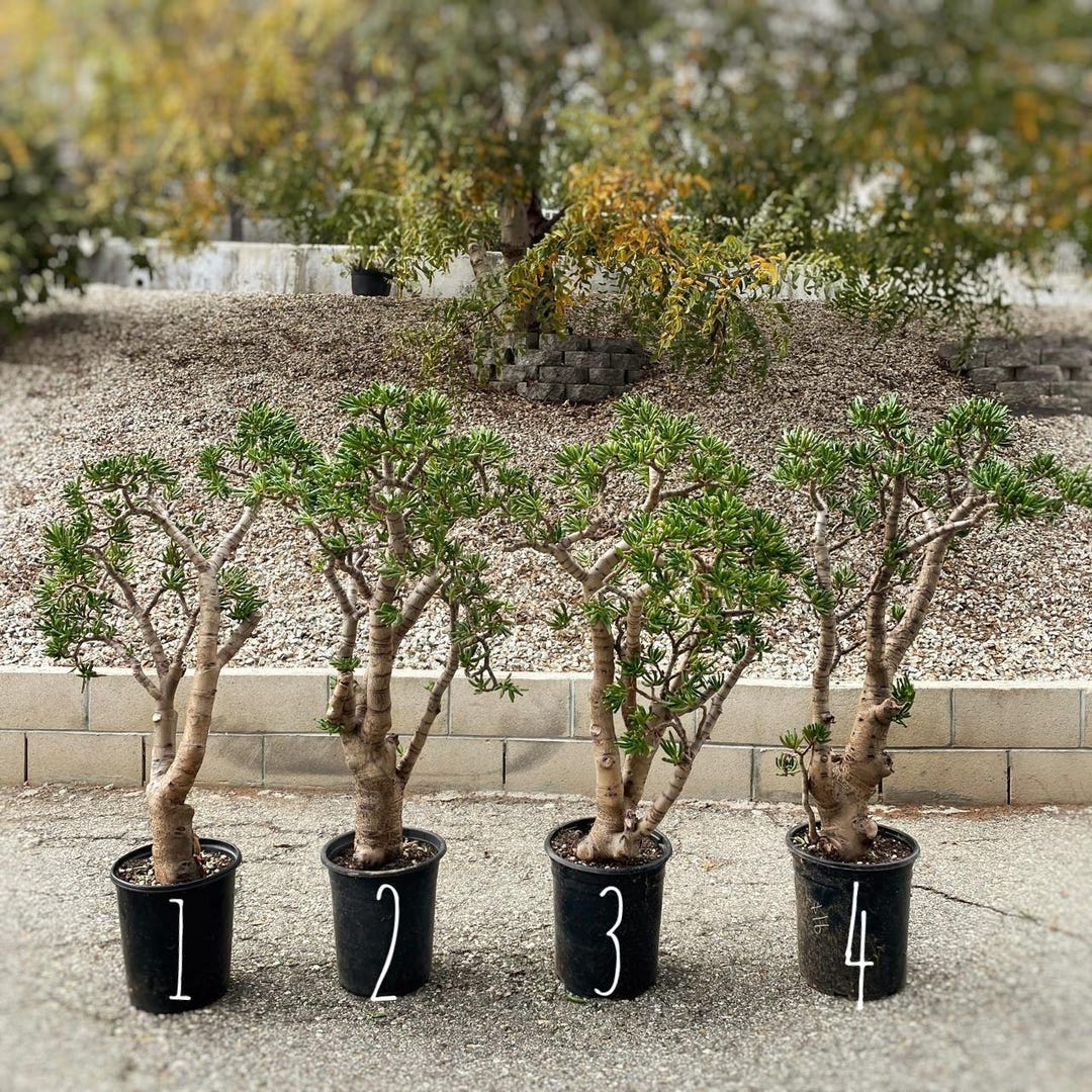 Extra Large Gollum Jade Tree – Crassula Ovata Gollum, 51"-54" (group S ...