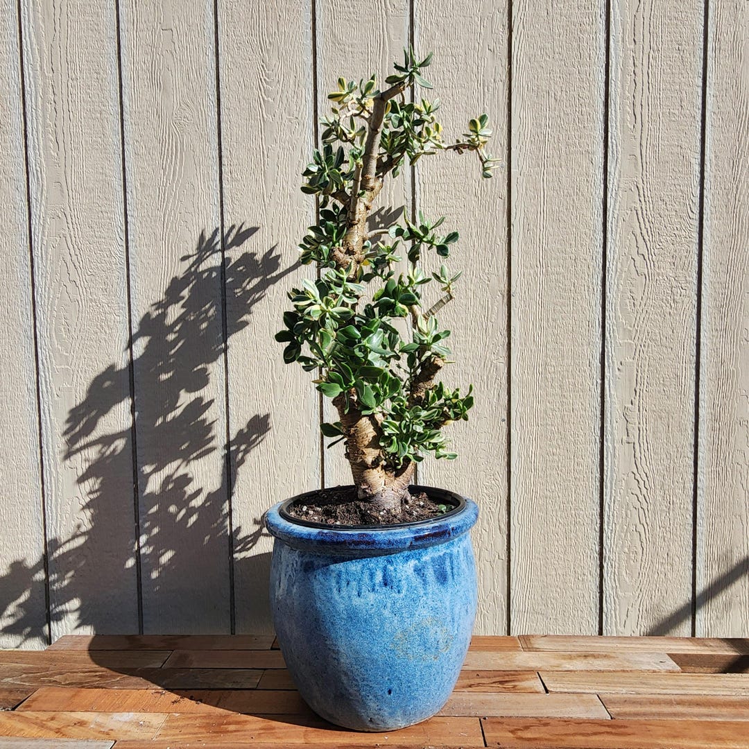 Rare Extra Large Variegated Jade Tree 41.5" - Large Jade Tree - Grown ...
