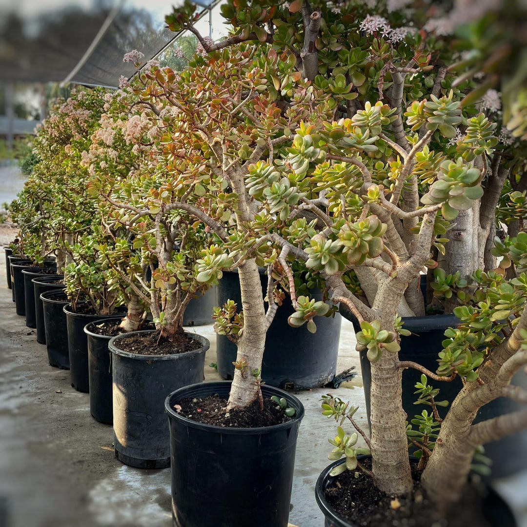 Large Crassula Ovata Crosby 30.5" to 40" (group C) - Live Jade Tree ...