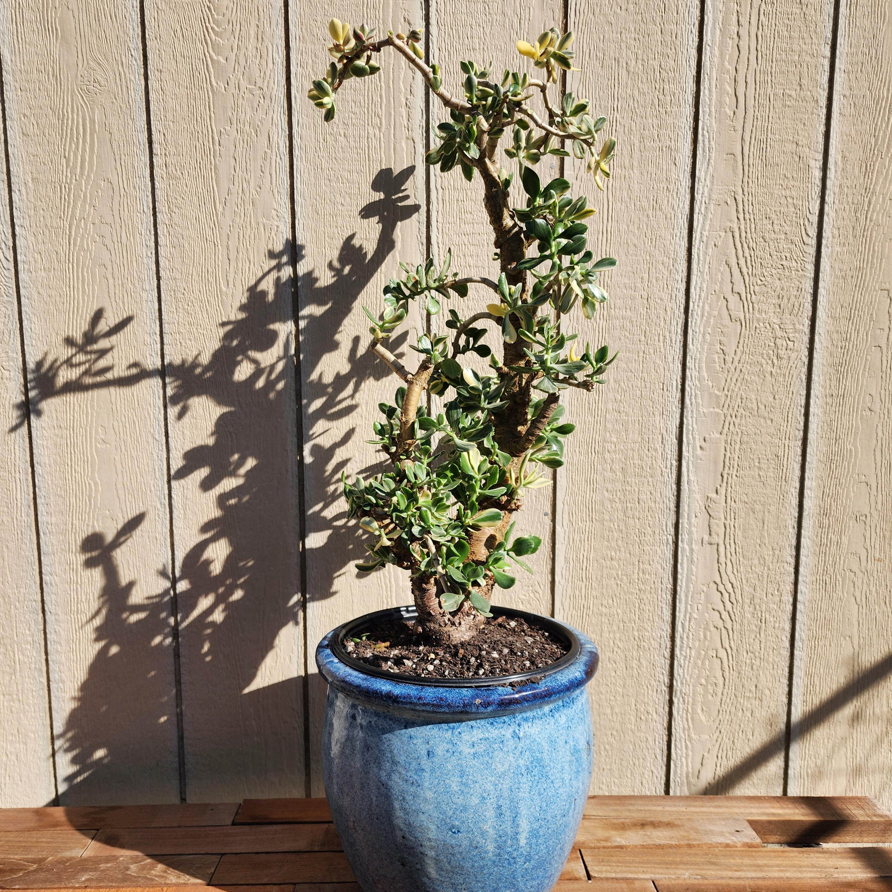 Rare Extra Large Variegated Jade Tree 41.5" - Large Jade Tree - Shipped ...