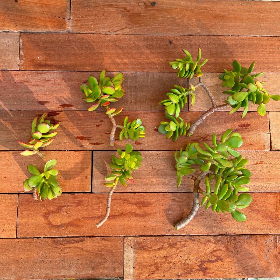 Two Crosby Jade Cuttings - 2",4",6" Crassula Ovata, Live Succulent - Etsy