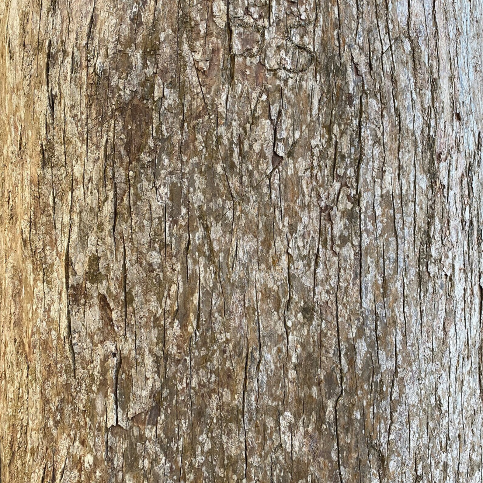 Tree Bark Digital Paper Set of 10 12x12 - Etsy