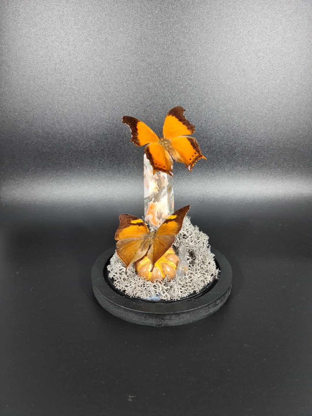 Real Dried Butterflies in a Plastic Dome With Red Moss - Etsy