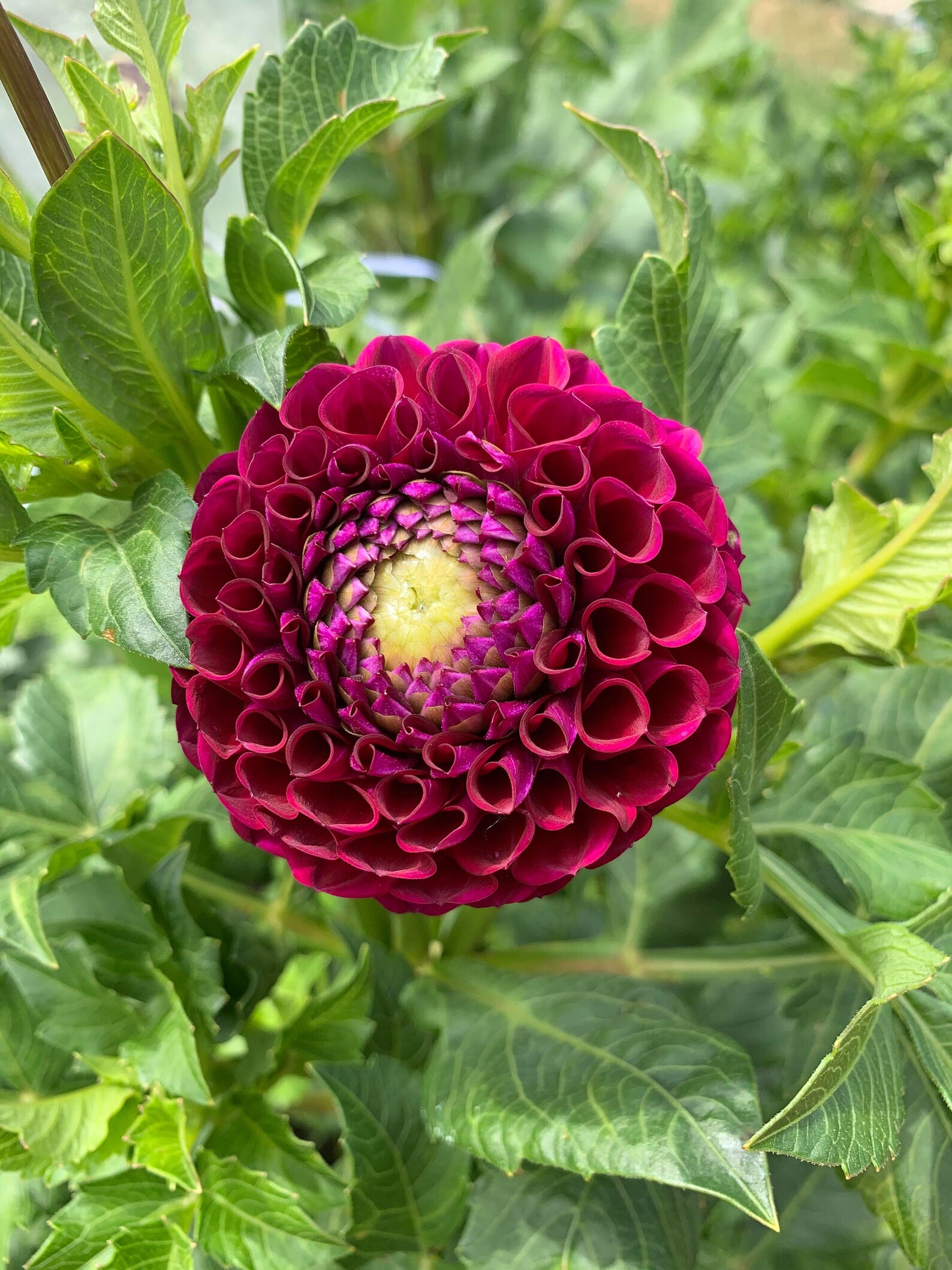 Ivanetti Dahlia Tuber - Etsy