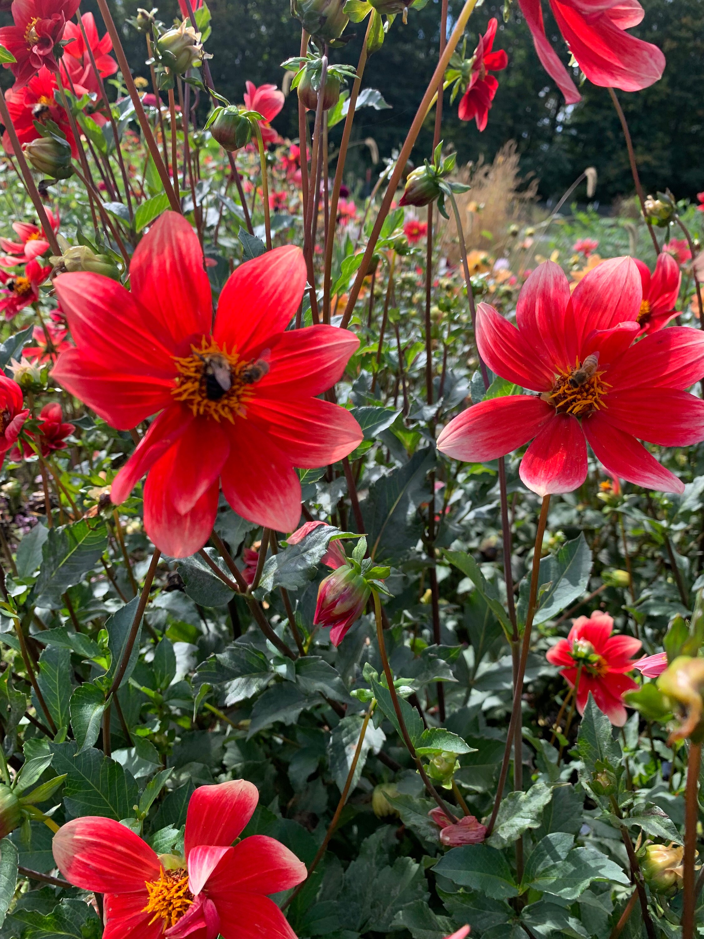 Ervindale Red Racer Dahlia Tuber - Etsy