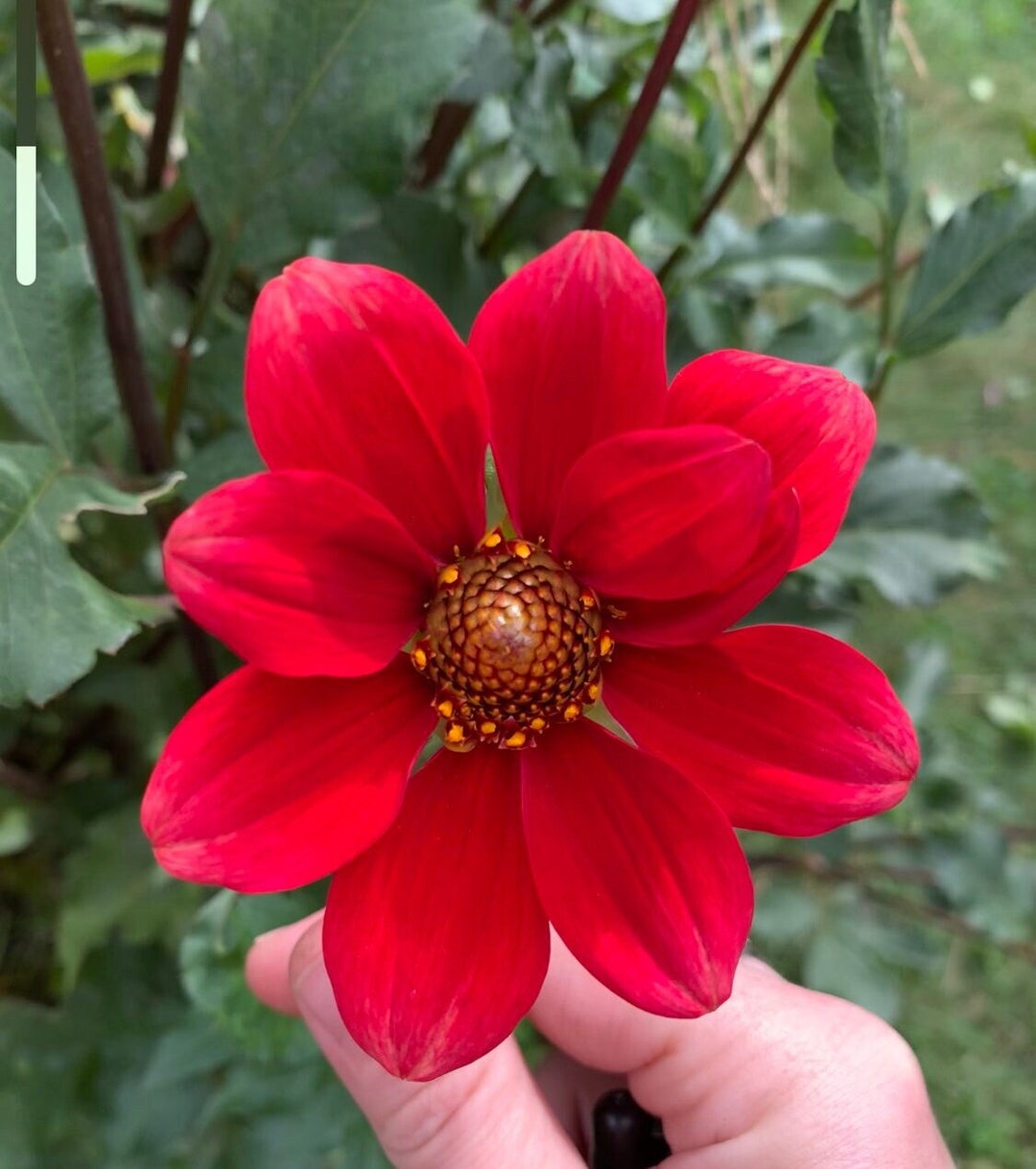 Ervindale Red Racer Dahlia Tuber - Etsy
