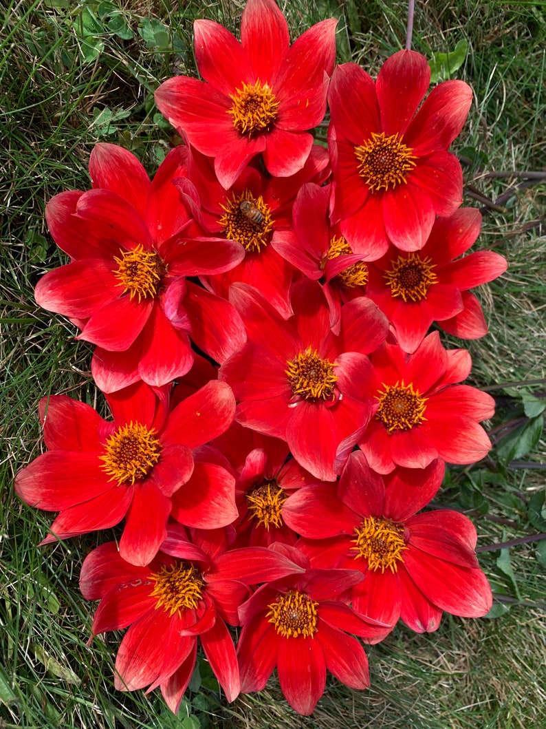Ervindale Red Racer Dahlia Tuber - Etsy