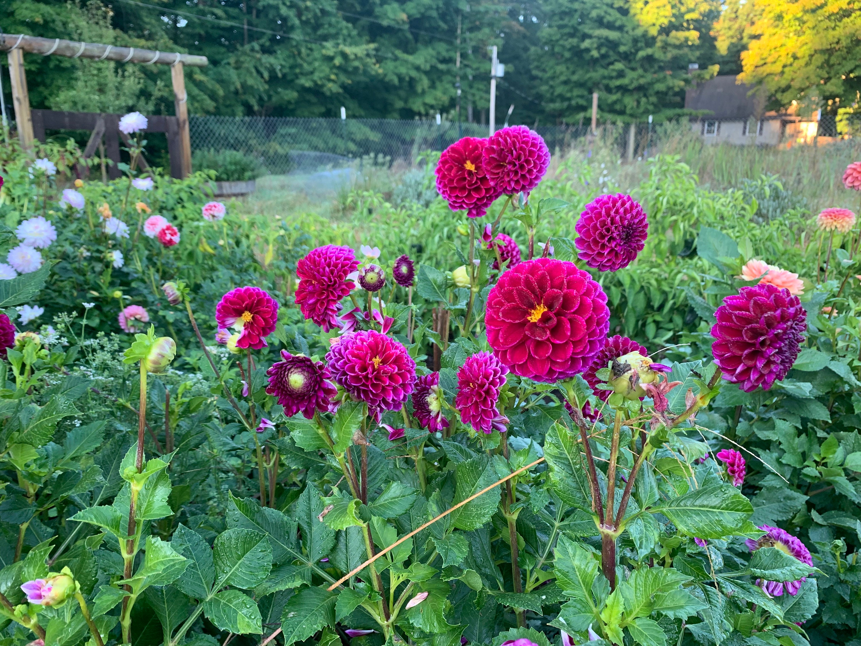 Ivanetti Dahlia Tuber - Etsy