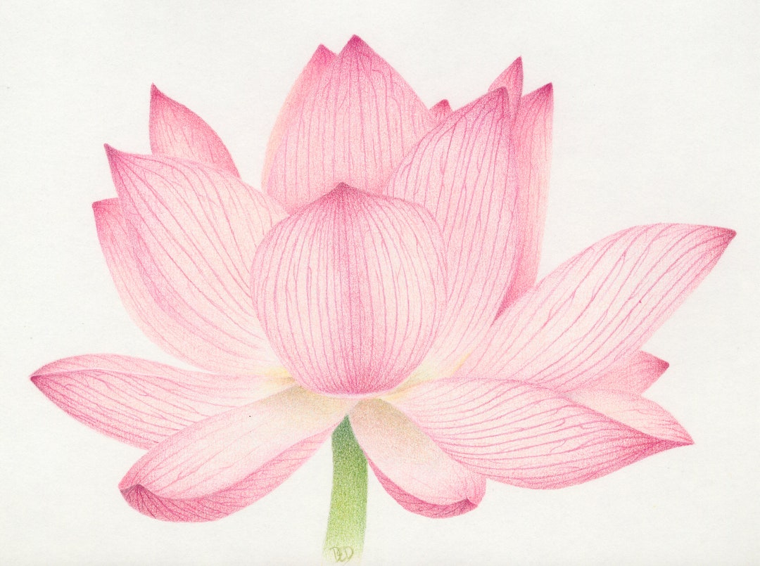 Pink Lily Flower Drawing - Etsy