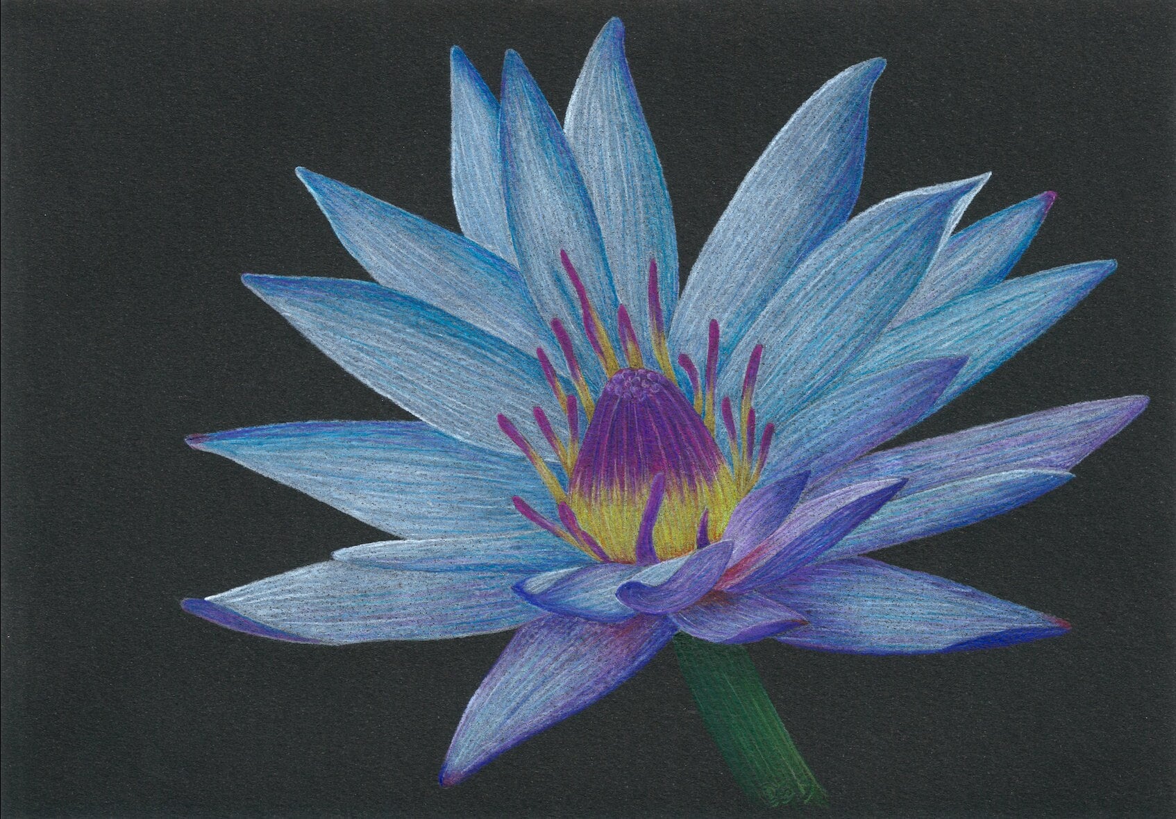 Blue Water Lily Flower Drawing - Etsy