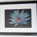 Blue Water Lily Flower Drawing - Etsy