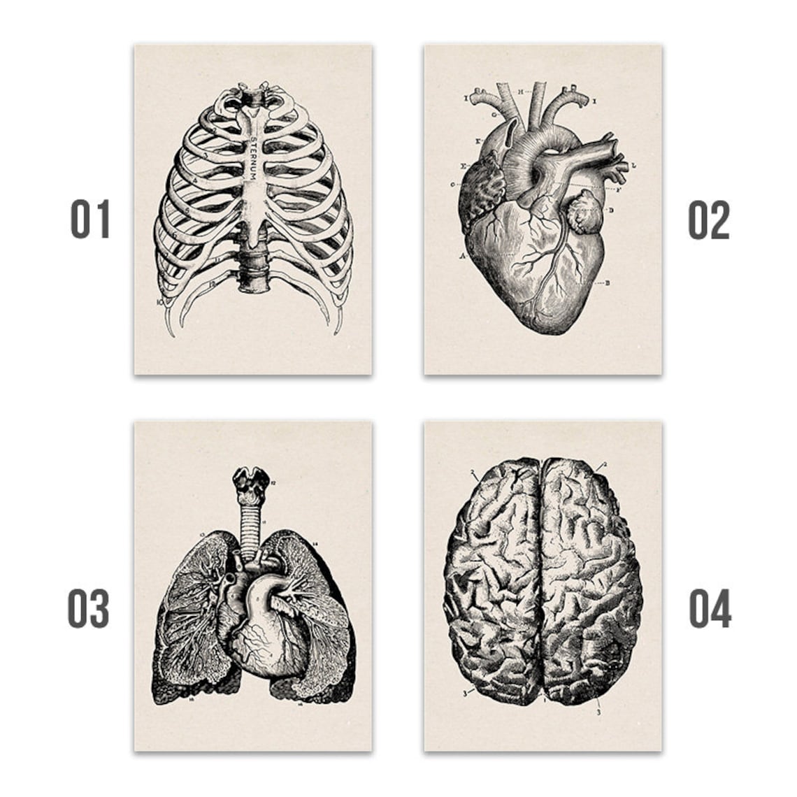 Human Anatomy Artwork Medical Wall Pictures Muscle - Etsy