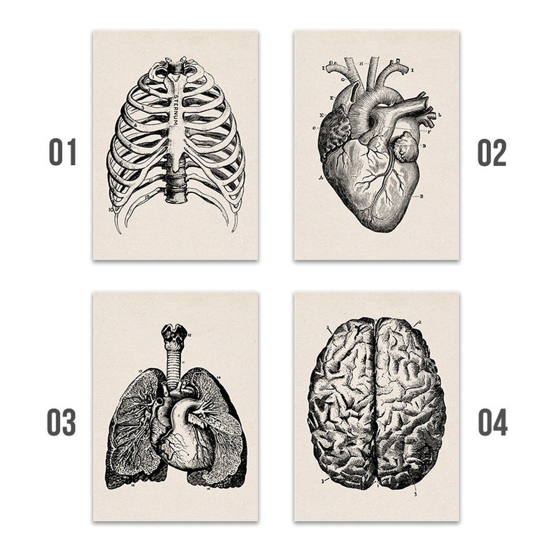 Human Anatomy Artwork Medical Wall Pictures Muscle - Etsy