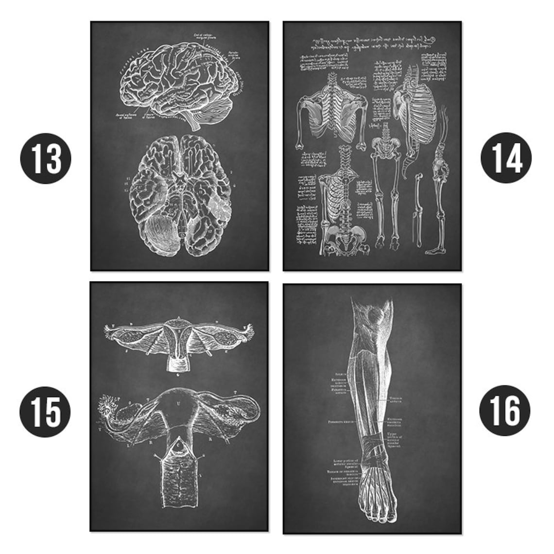 Human Anatomy Artworks Medical Wall Pictures Muscle - Etsy