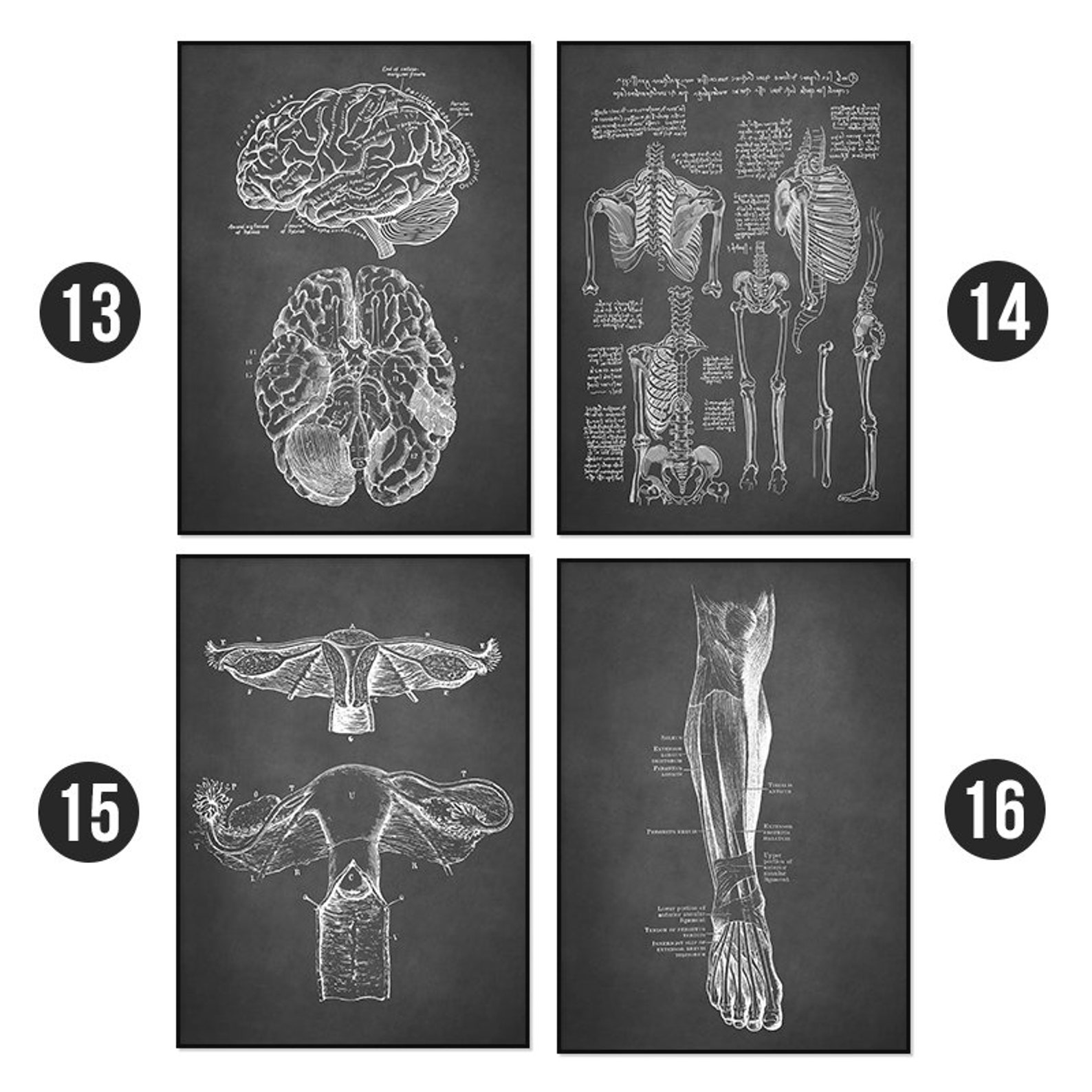 Human Anatomy Artworks Medical Wall Pictures Muscle - Etsy