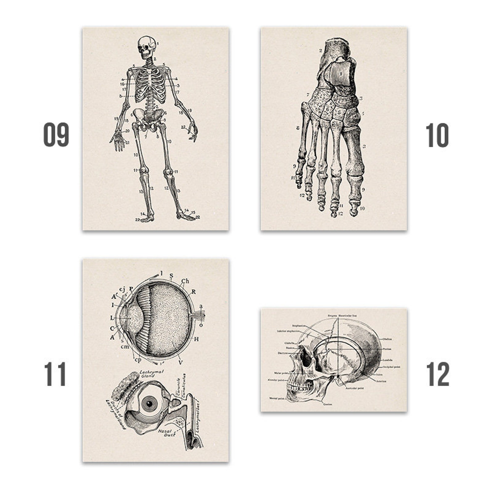 Human Anatomy Artwork Medical Wall Pictures Muscle - Etsy