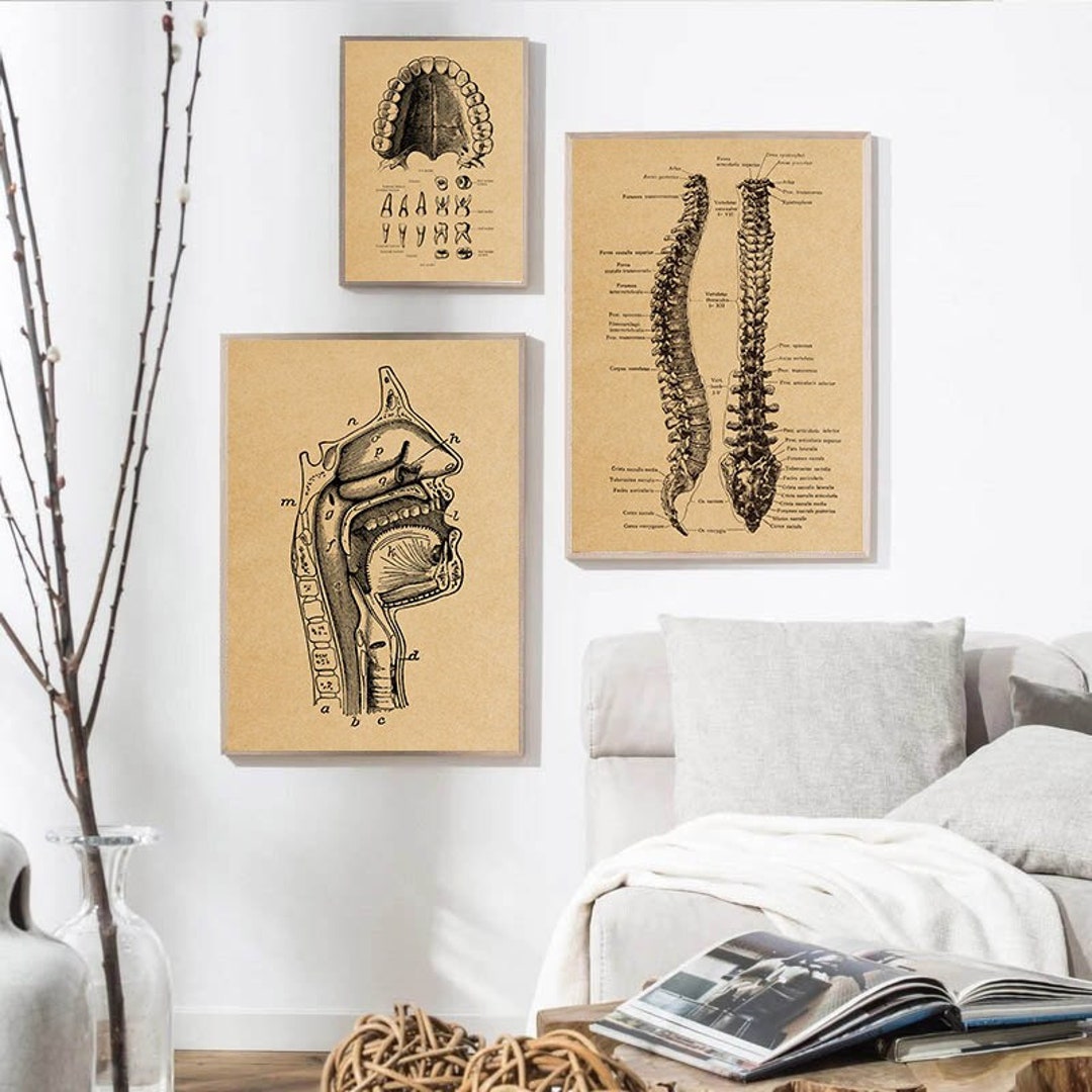 Human Anatomy Artwork - Retro Medical Posters of Muscular and Skeletal ...