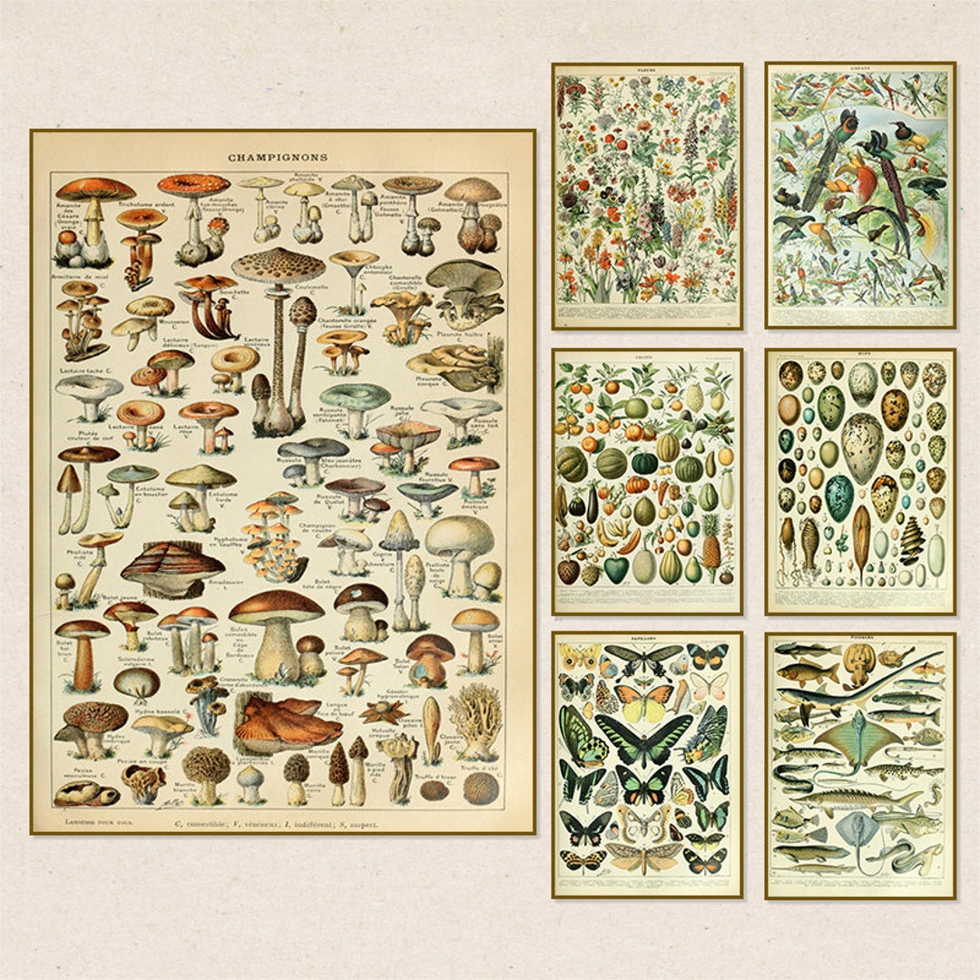 Vintage Wall Posters | Animals and Insects Wall Pictures | Mushrooms ...