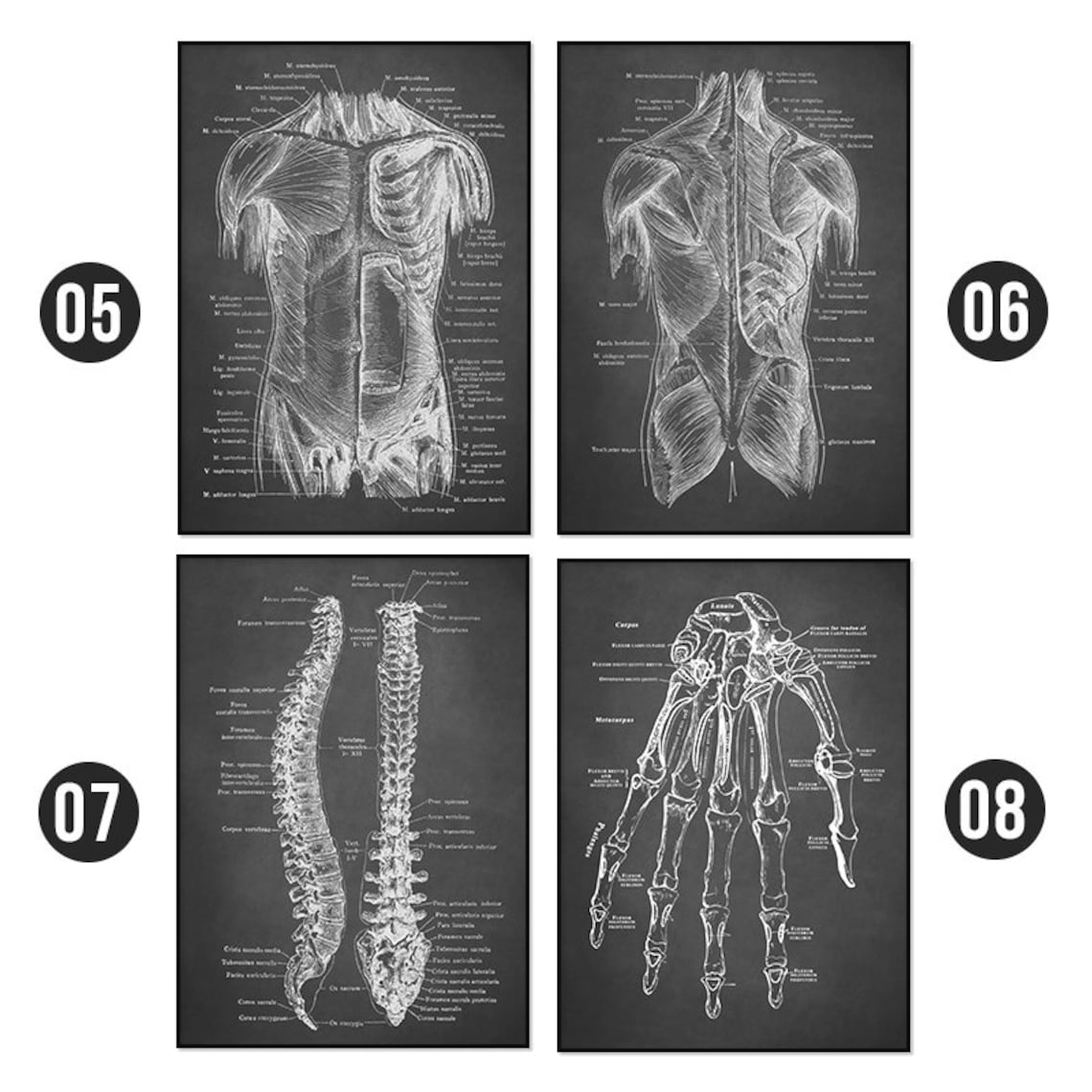 Human Anatomy Artworks Medical Wall Pictures Muscle - Etsy